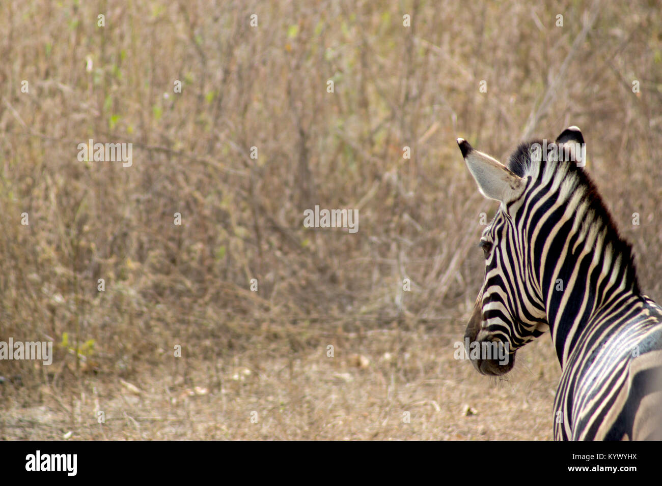 Zebra Natürlicher Lebensraum Stockfotos und -bilder Kaufen - Alamy