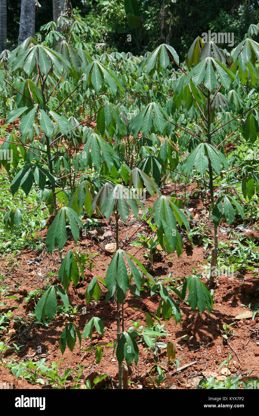 Maniokpflanzen in Plantage, (Manihot Esculenta), Spice Farm, Sansibar ...