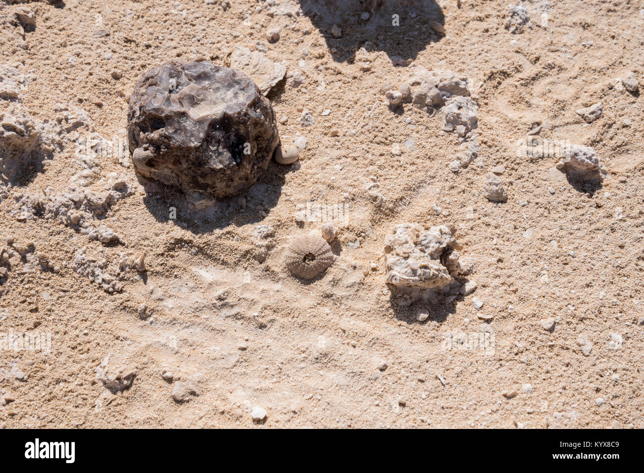 Seeigel fossilen bei Rock Garden (Rock Zoo von duqm oder duqm Stone ...