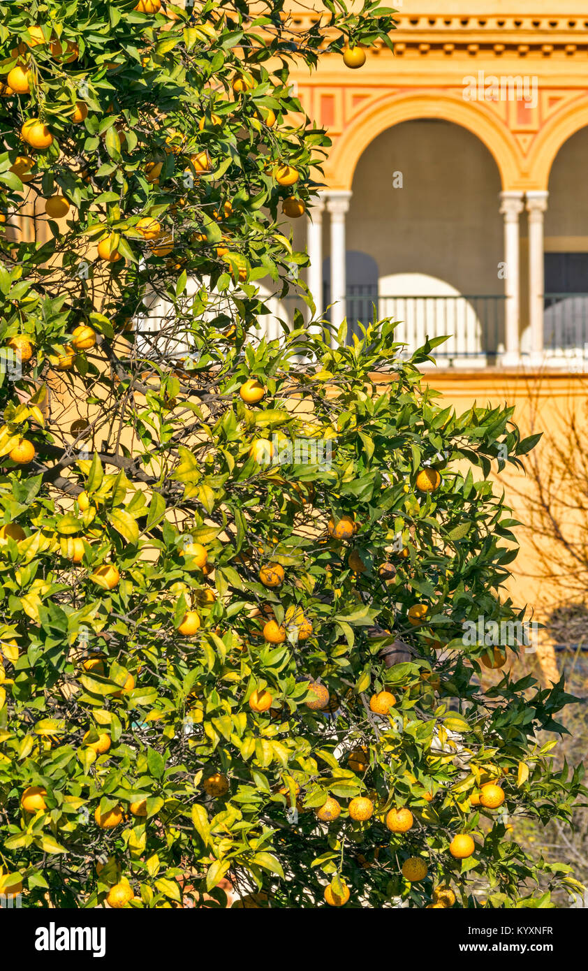 ALCAZAR SEVILLA SPANIEN DIE FORMALE GÄRTEN ORANGE TREE MIT OBST UND EIN ...