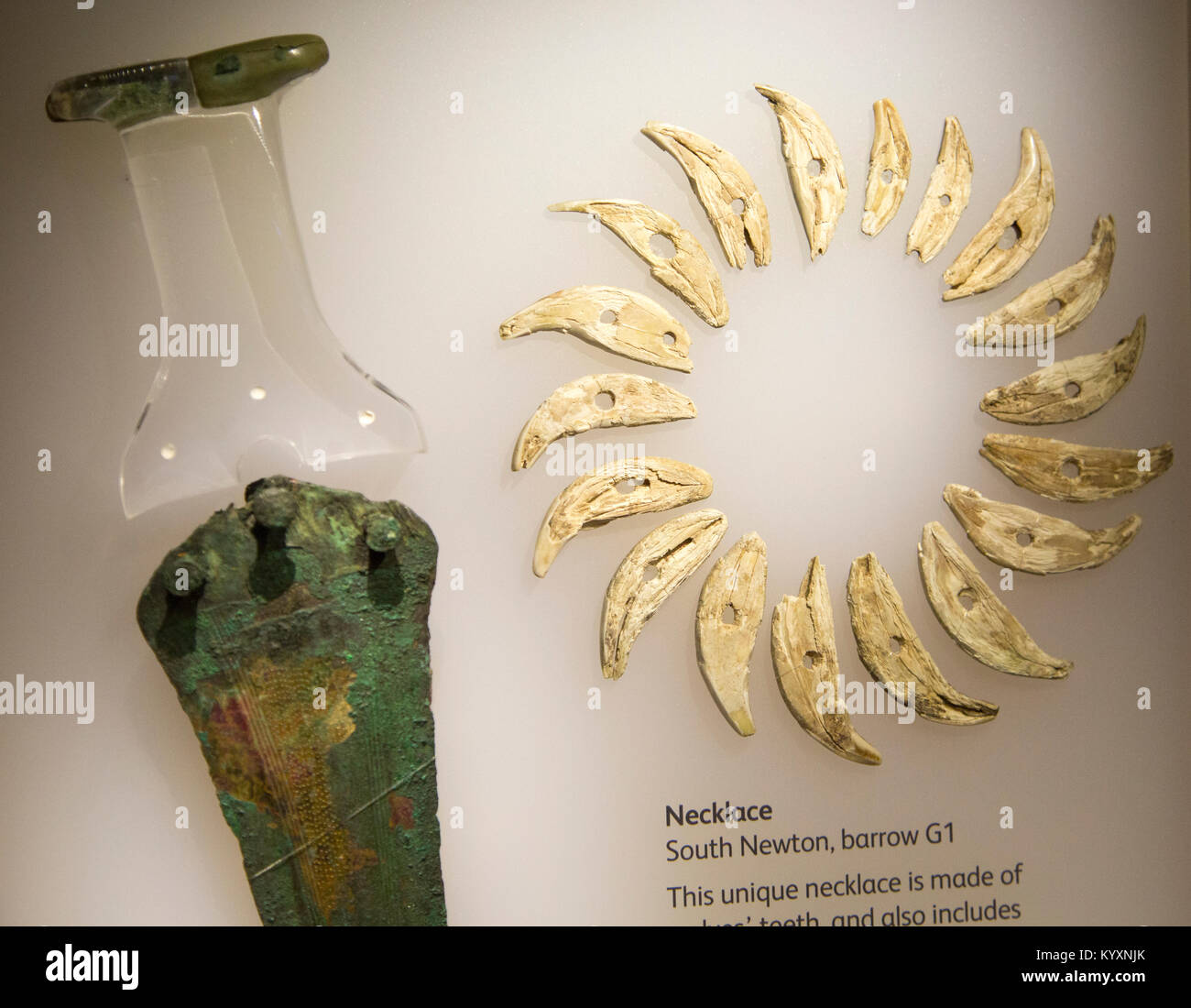 Wolf teeth -Fotos und -Bildmaterial in hoher Auflösung – Alamy