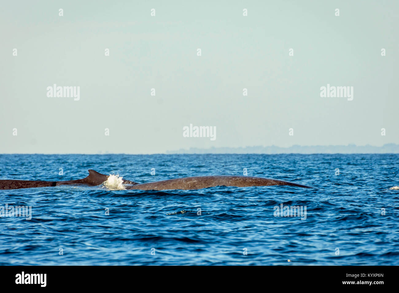 Wale sri lanka -Fotos und -Bildmaterial in hoher Auflösung – Alamy