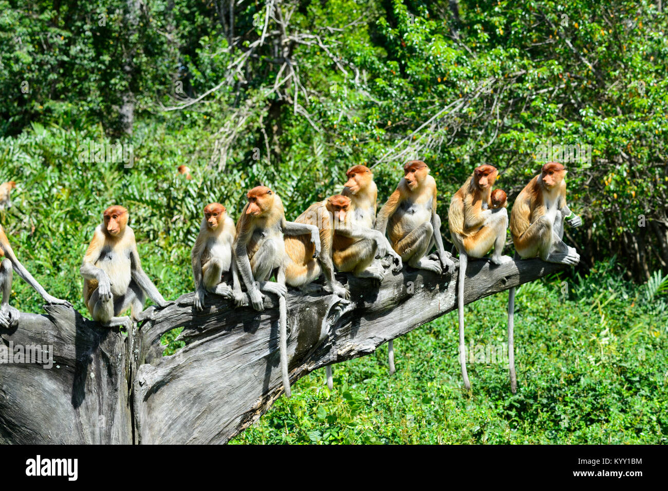 Mehrere affen -Fotos und -Bildmaterial in hoher Auflösung – Alamy
