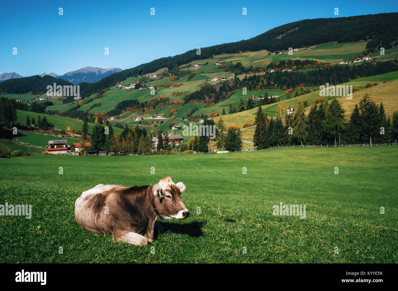 Kuh auf einer almwiese -Fotos und -Bildmaterial in hoher Auflösung – Alamy
