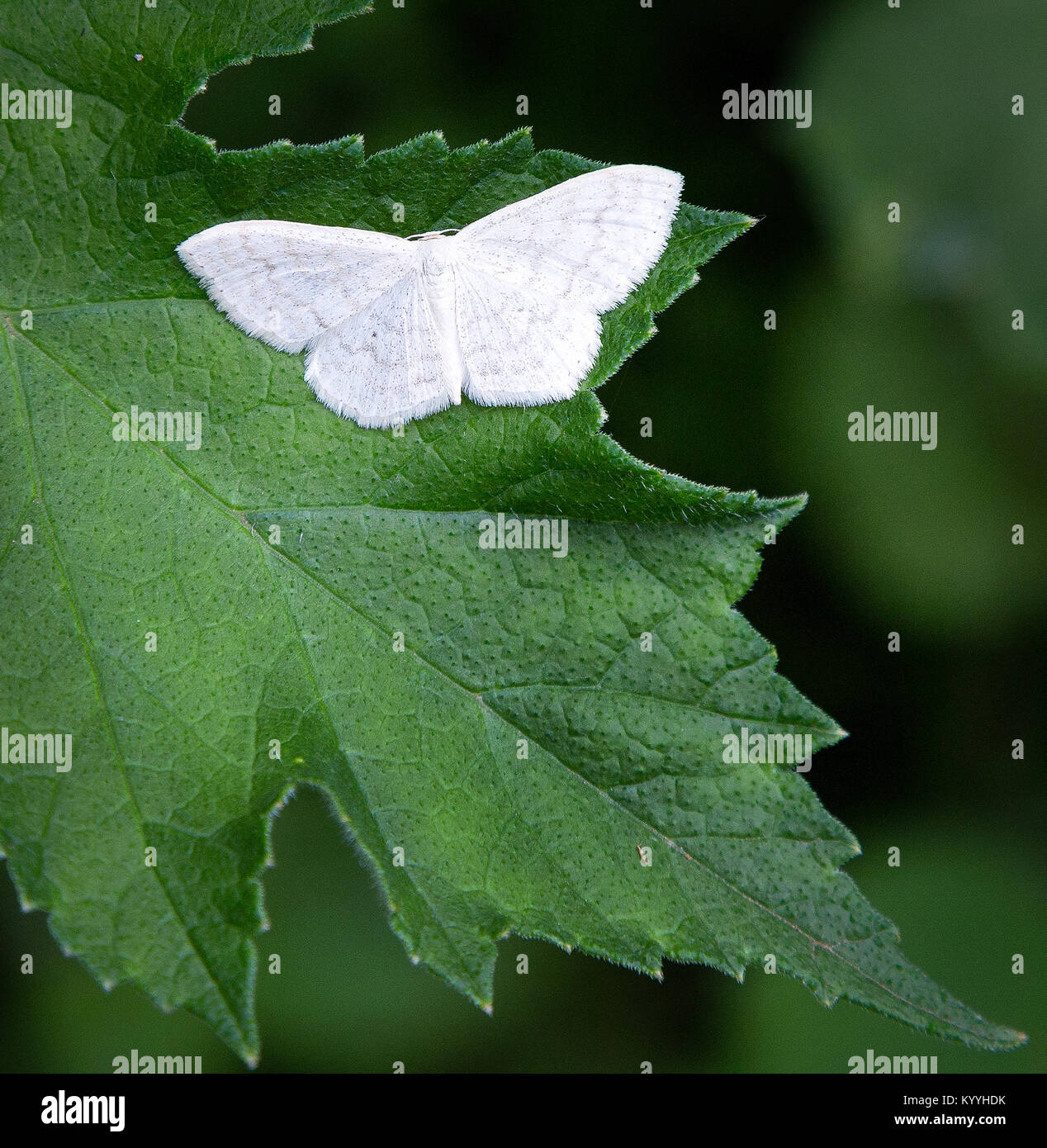 Motte ruht auf blatt -Fotos und -Bildmaterial in hoher Auflösung – Alamy