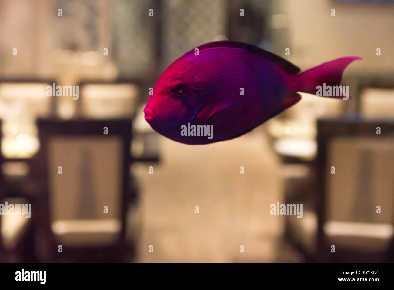 Kleine violette Fisch in öffentlichen Fishtank Stockfotografie - Alamy