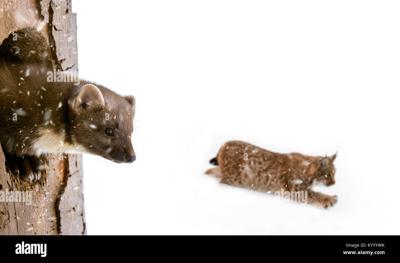 Europäischer baummarder schnee -Fotos und -Bildmaterial in hoher Auflösung – Alamy