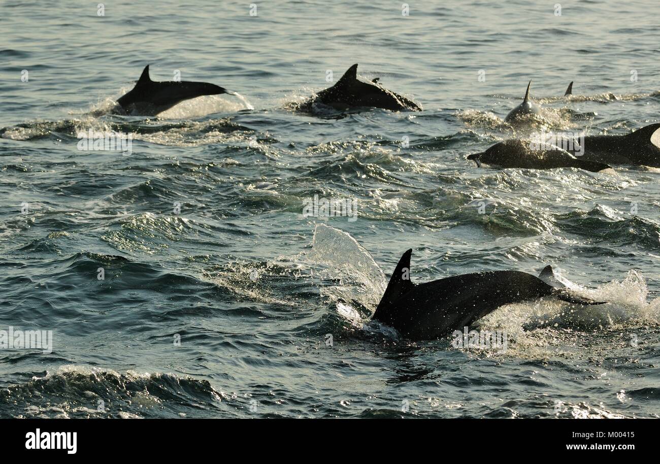 Silhouette von Delphinen, Schwimmen im Meer und auf der Jagd nach ...