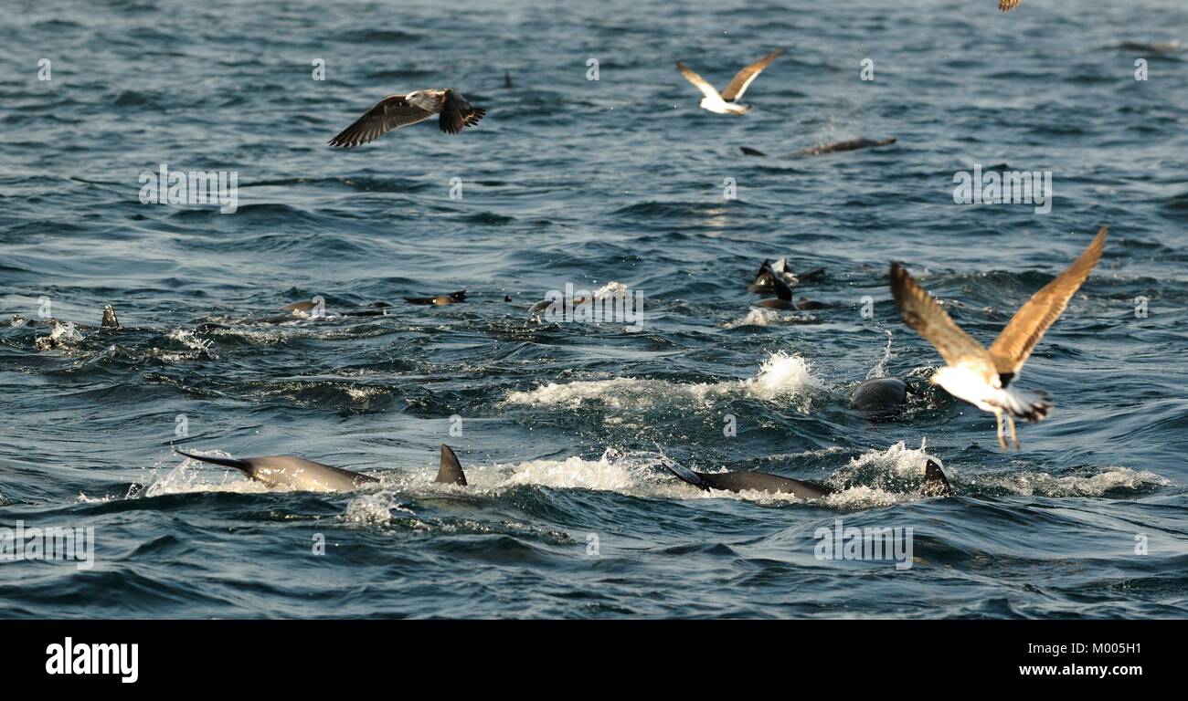 Gruppe von Delphinen, Schwimmen im Meer und auf der Jagd nach Fischen ...