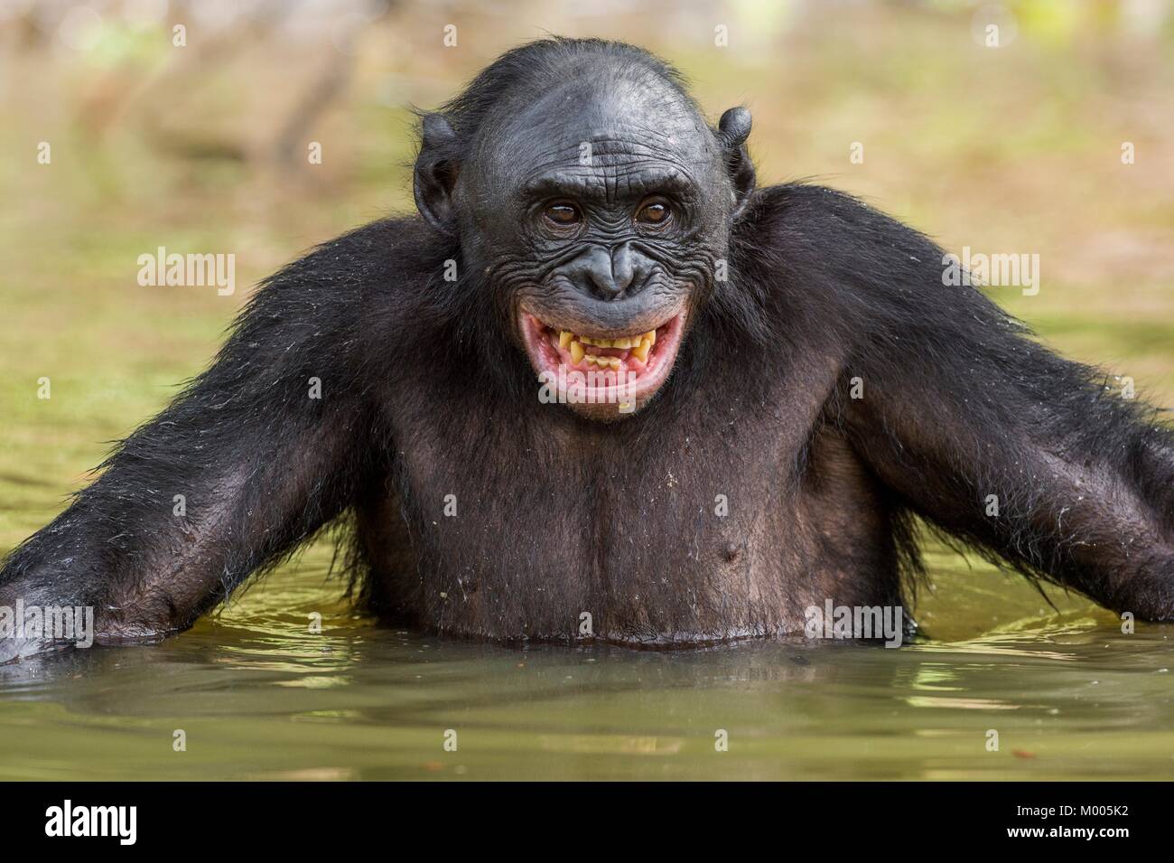 Lächelnder affe -Fotos und -Bildmaterial in hoher Auflösung – Alamy