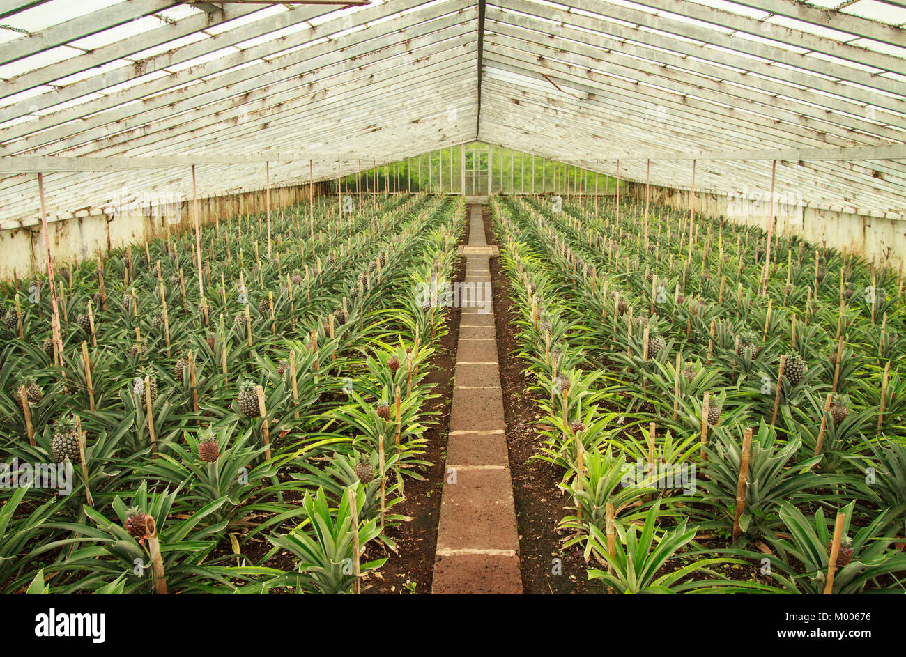 Arruda acores plantage -Fotos und -Bildmaterial in hoher Auflösung – Alamy