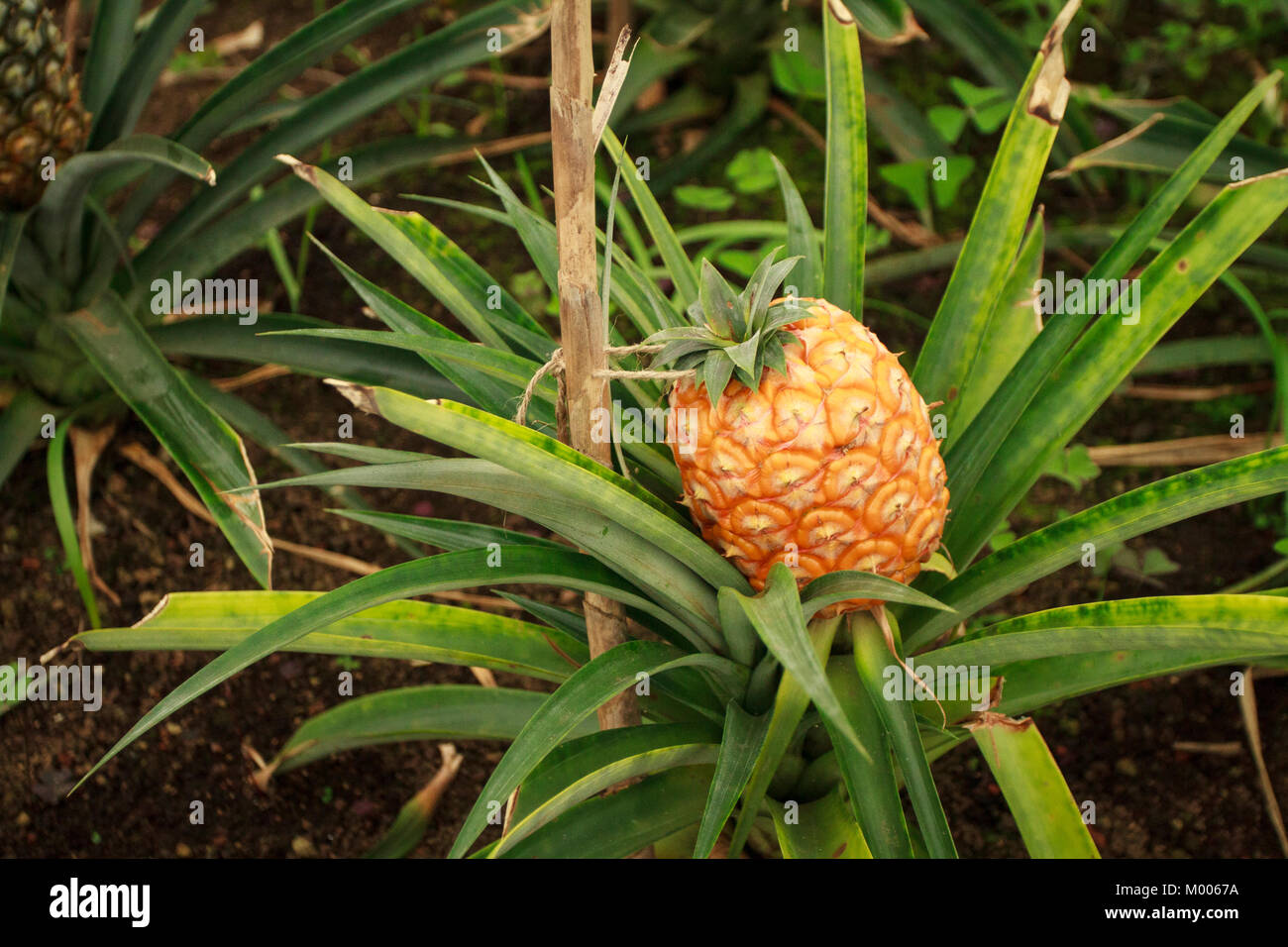 Reifende ananas -Fotos und -Bildmaterial in hoher Auflösung – Alamy