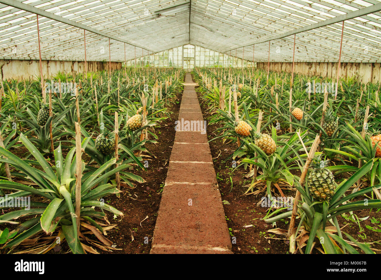 Azorische ananas -Fotos und -Bildmaterial in hoher Auflösung – Alamy