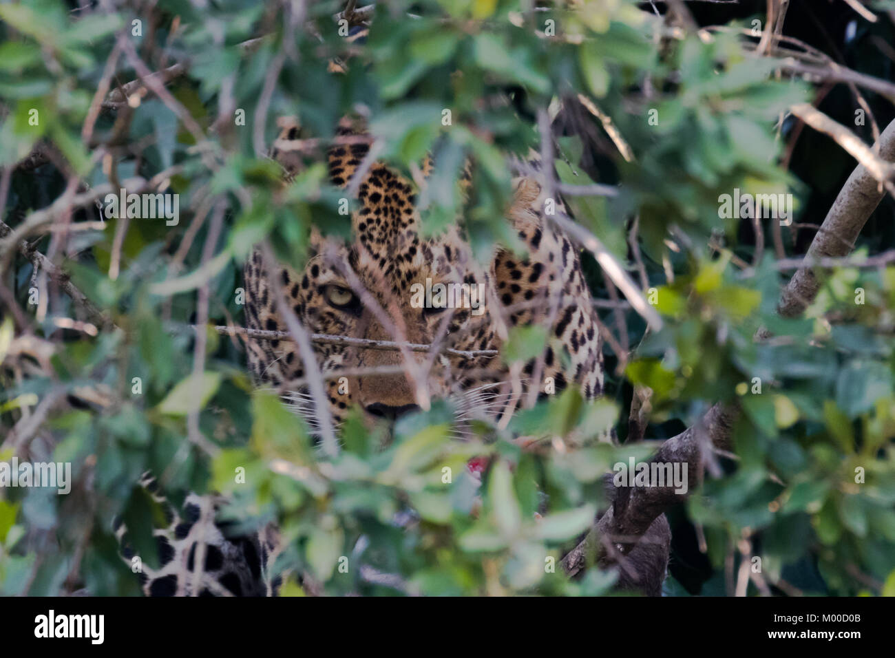 Tarnung tiere -Fotos und -Bildmaterial in hoher Auflösung – Alamy