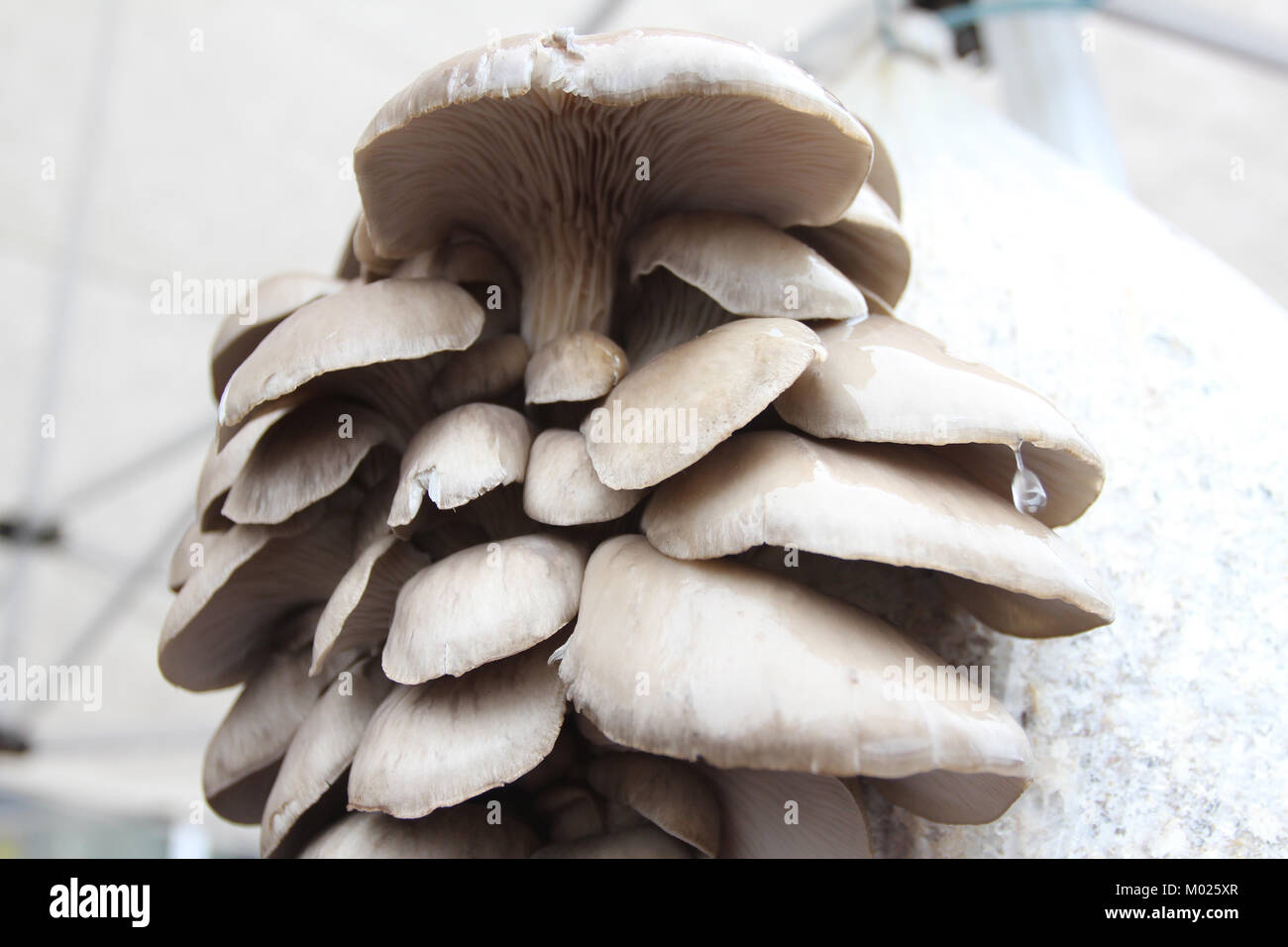 Austernpilze. Pleurotus ostreatus. Oyster mushroom ist eine gemeinsame ...