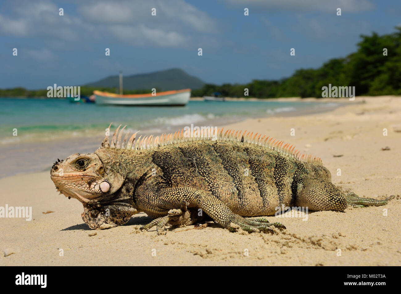 Caribbean wildlife -Fotos und -Bildmaterial in hoher Auflösung – Alamy