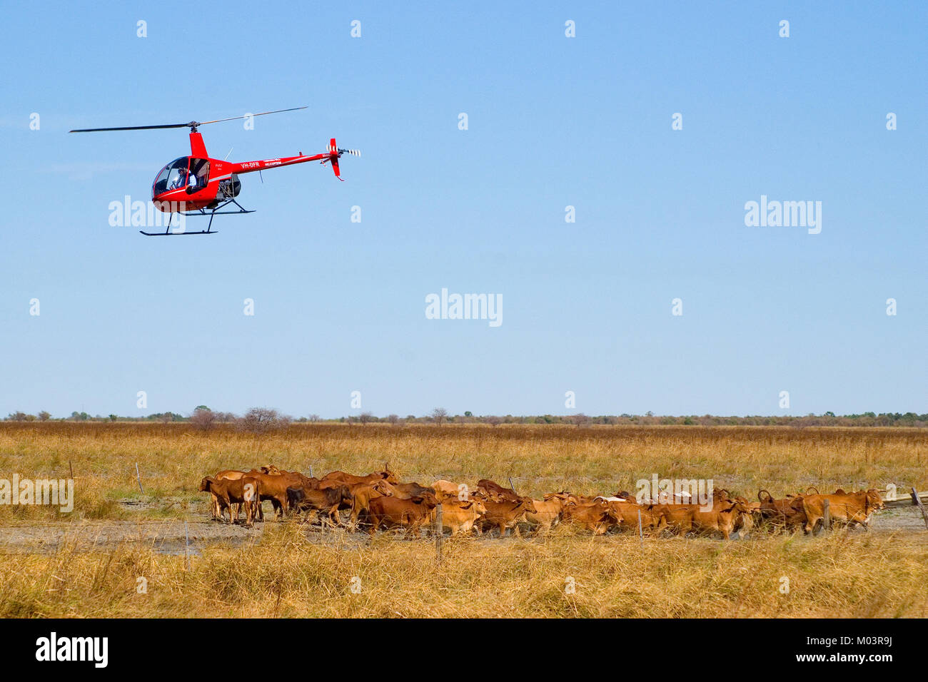 Cattle mustering australia -Fotos und -Bildmaterial in hoher Auflösung ...