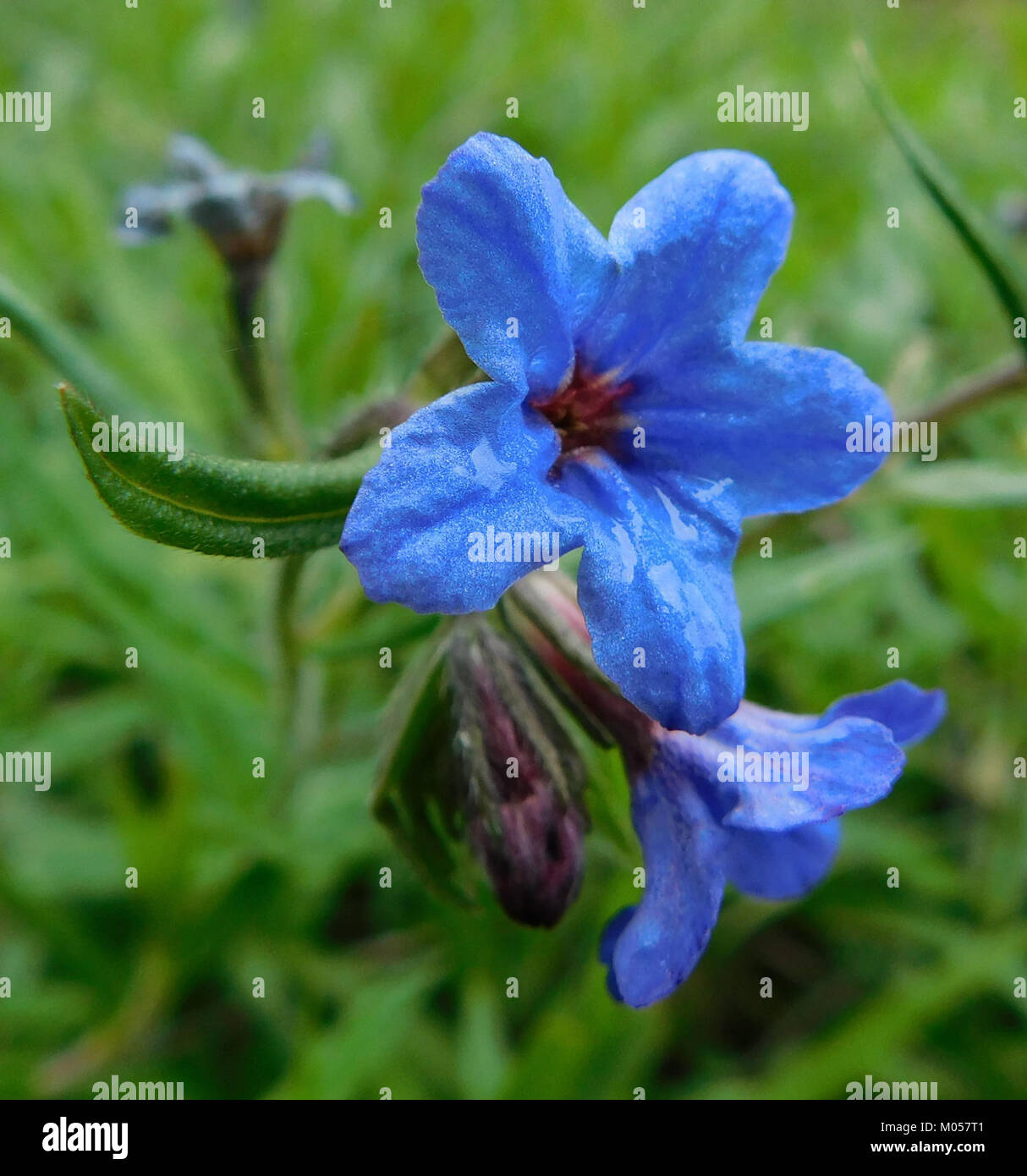 Buglossoides purpurocaeruleum -Fotos und -Bildmaterial in hoher ...