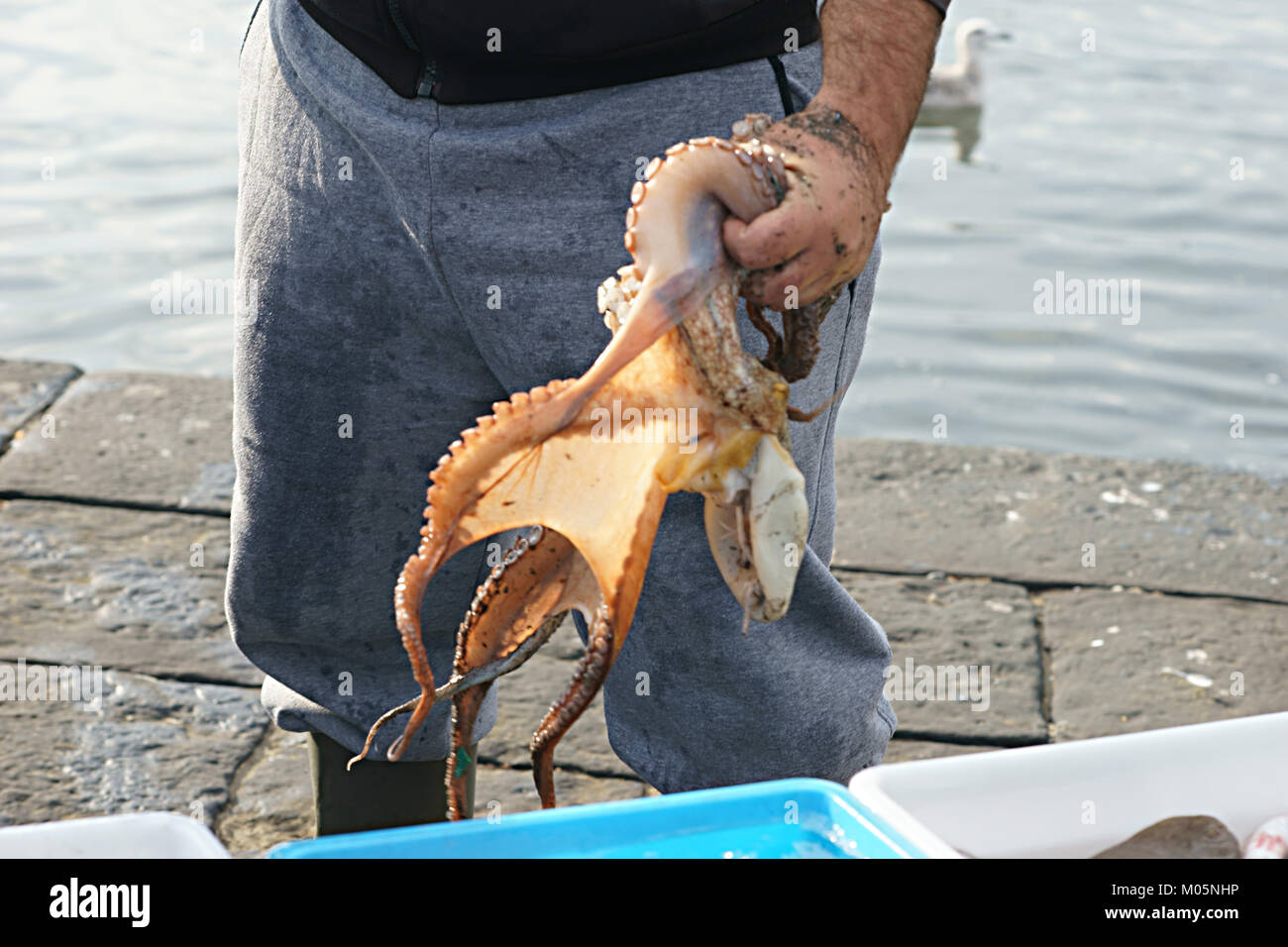 Fischer fangen einen Oktopus am Fischmarkt, in Neapel, Italien ...