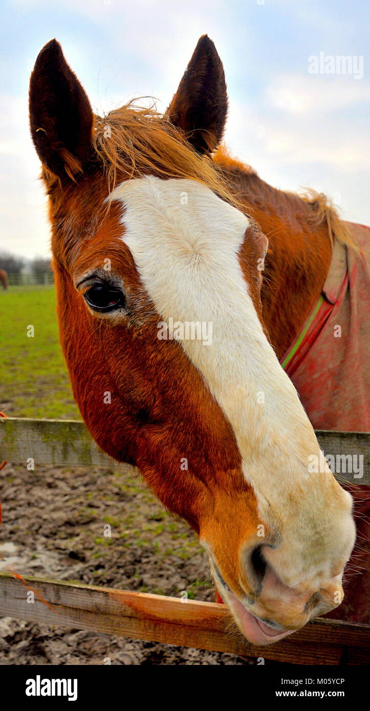 Esel bei stall -Fotos und -Bildmaterial in hoher Auflösung – Alamy