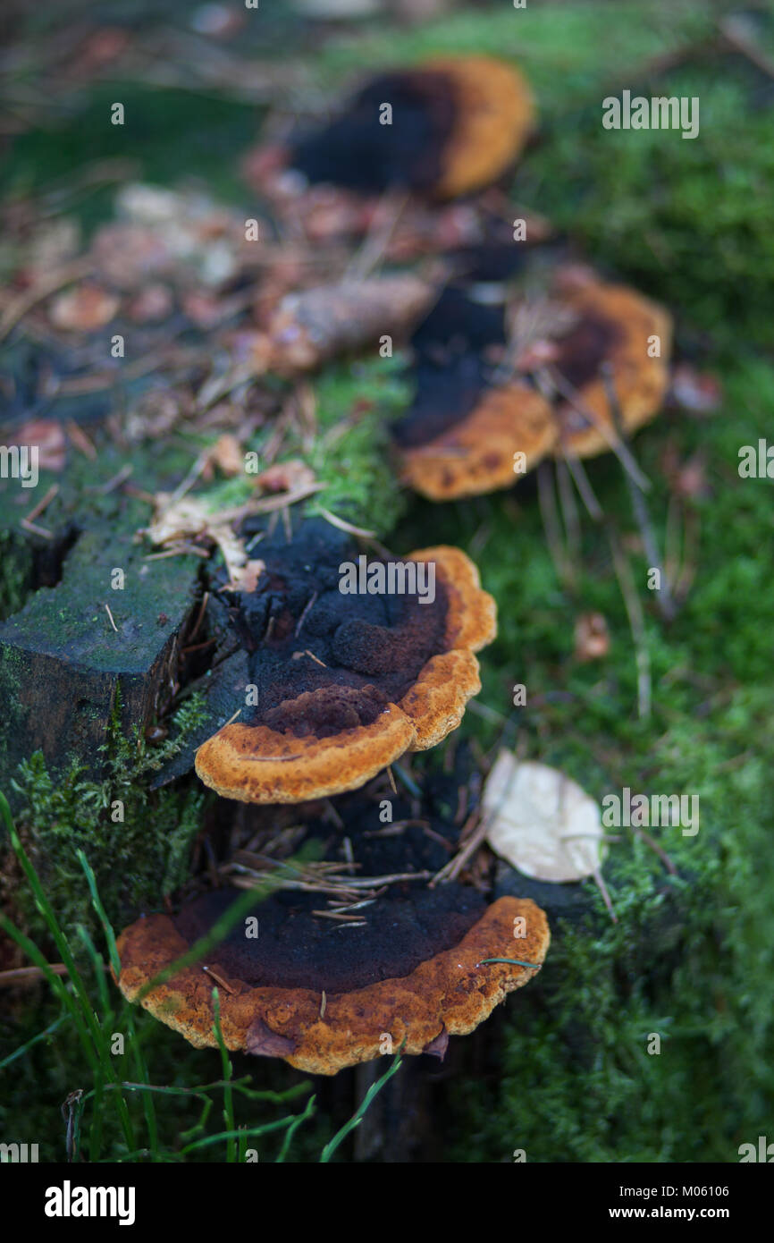 Schwarze Pilze Im Wald