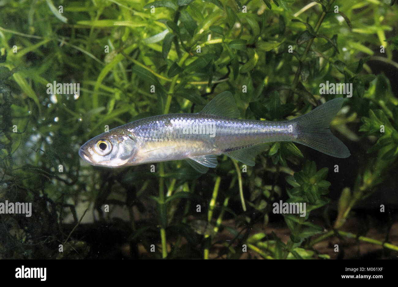 Moderlieschen, Leucaspius delineatus, Malinchen, Modke, Mutterloseken ...