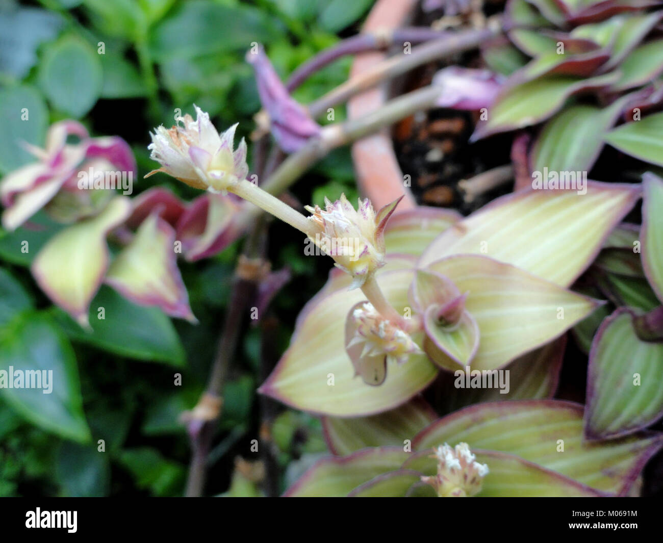 Callisia gentlei var. elegans - Kopenhagen Botanischer Garten - DSC 08008 Stockfotografie - Alamy