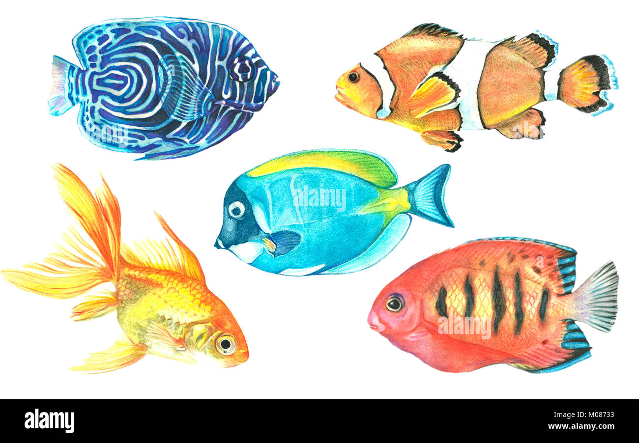Eine Sammlung von tropischen Fischen mit Wasserfarben gemalt ...