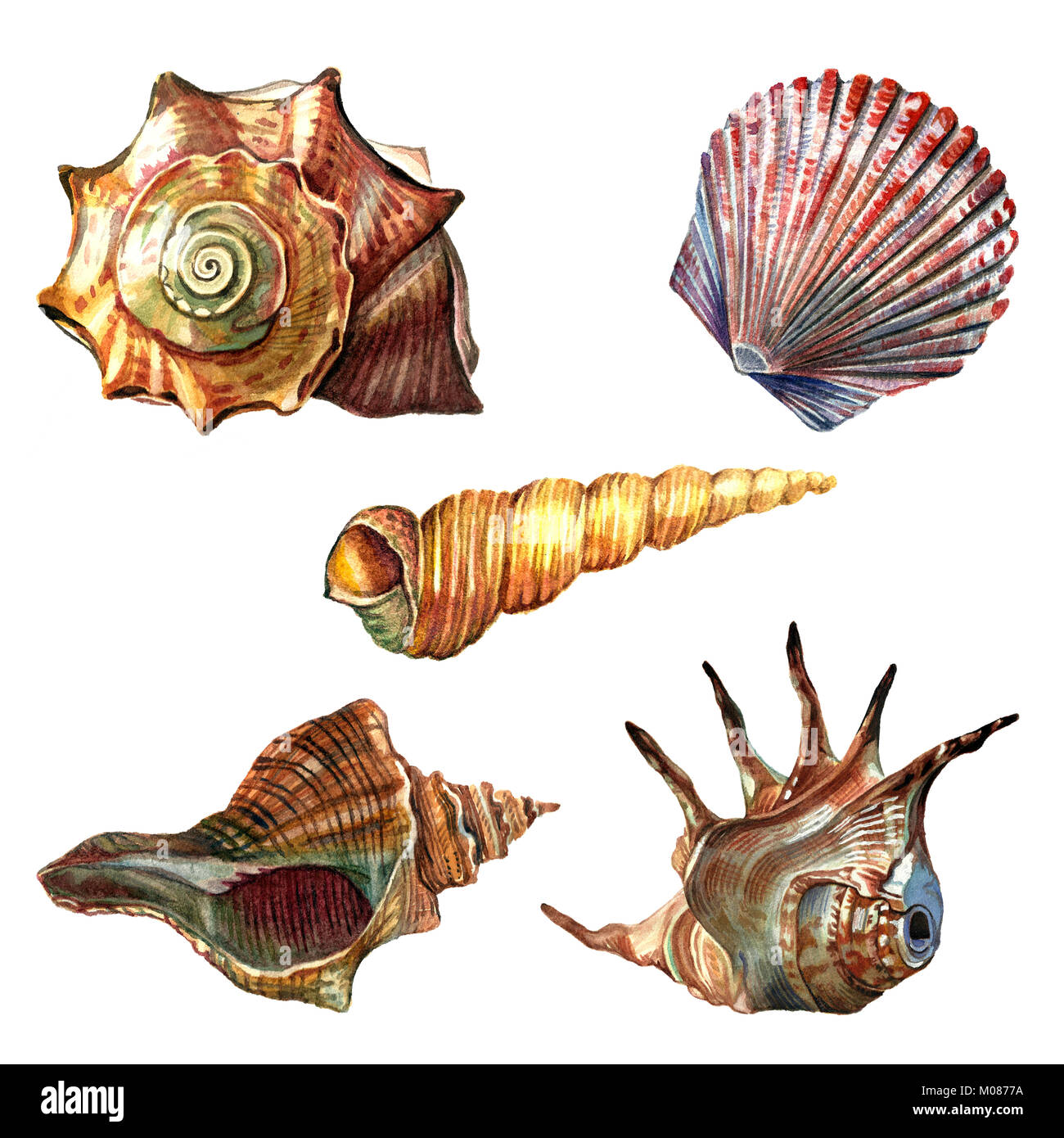 Eine Sammlung von Muscheln mit Wasserfarben gemalt. Abbildung: Muscheln ...