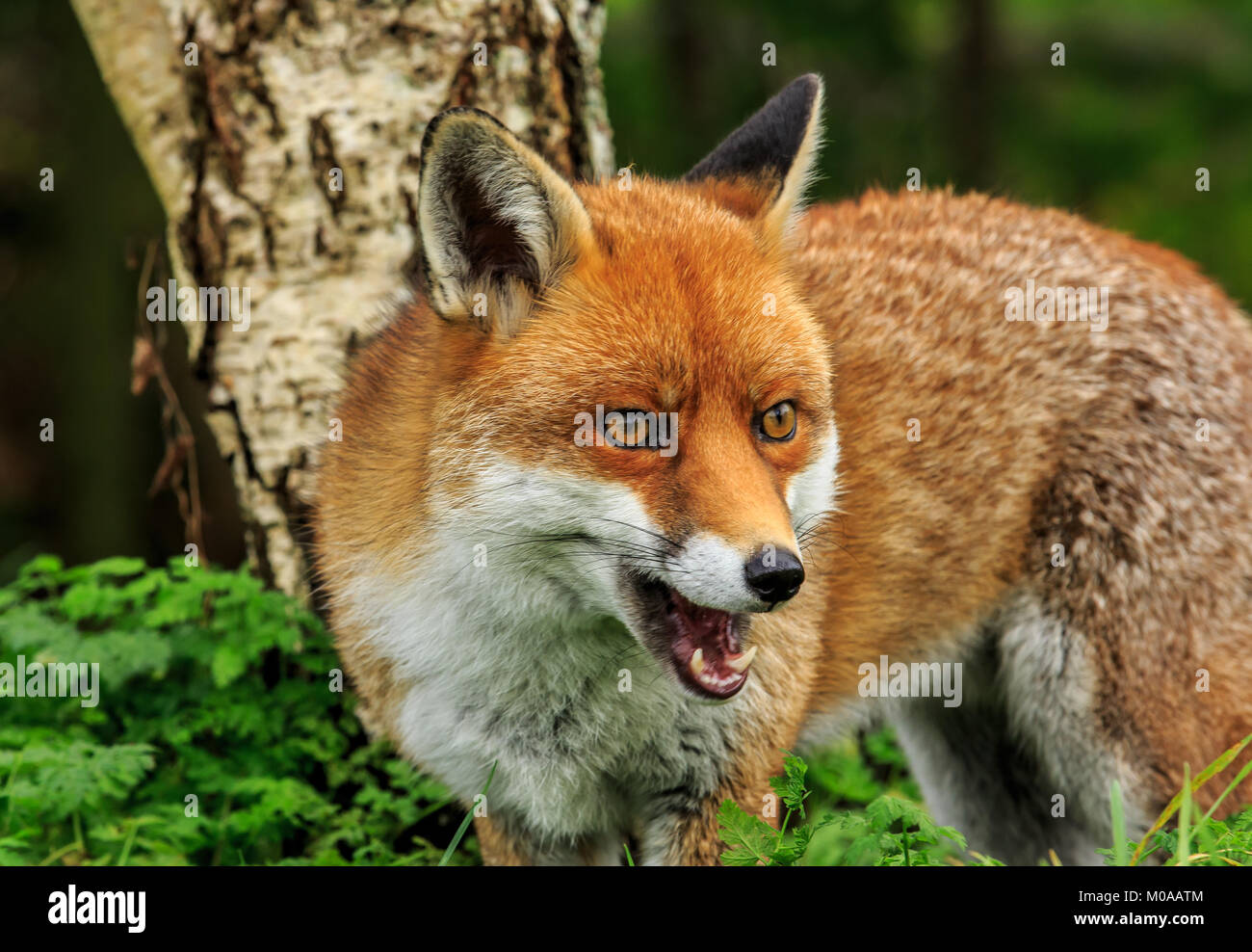 Fuchs Rotfuchs Tier Hintergrund Stockfotos und -bilder Kaufen - Alamy