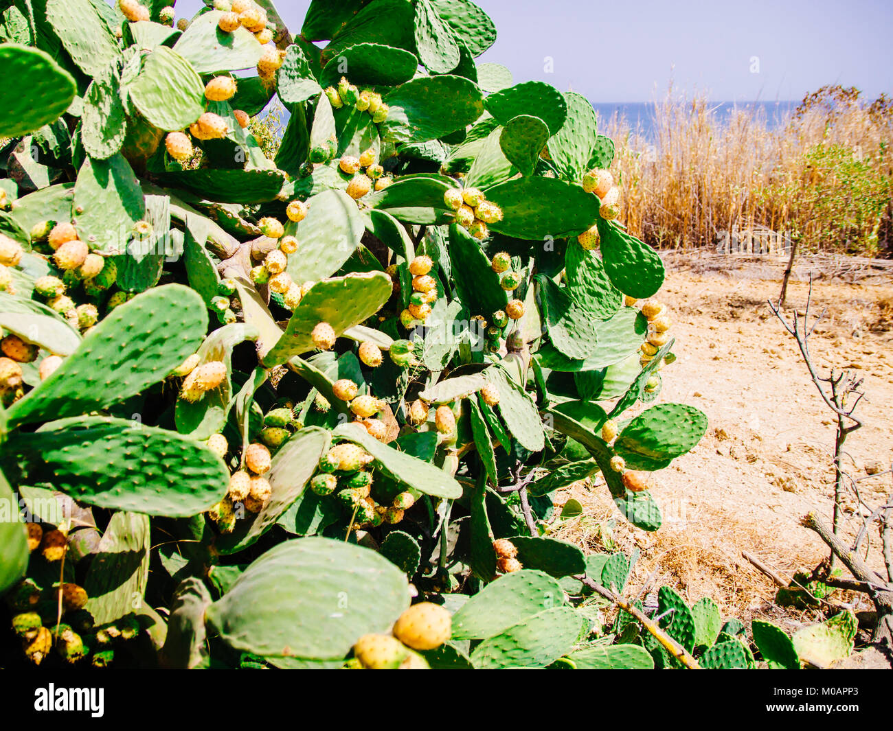 Reife Früchte, Prickly Pear cactus am Strand von Lagos, Algarve ...