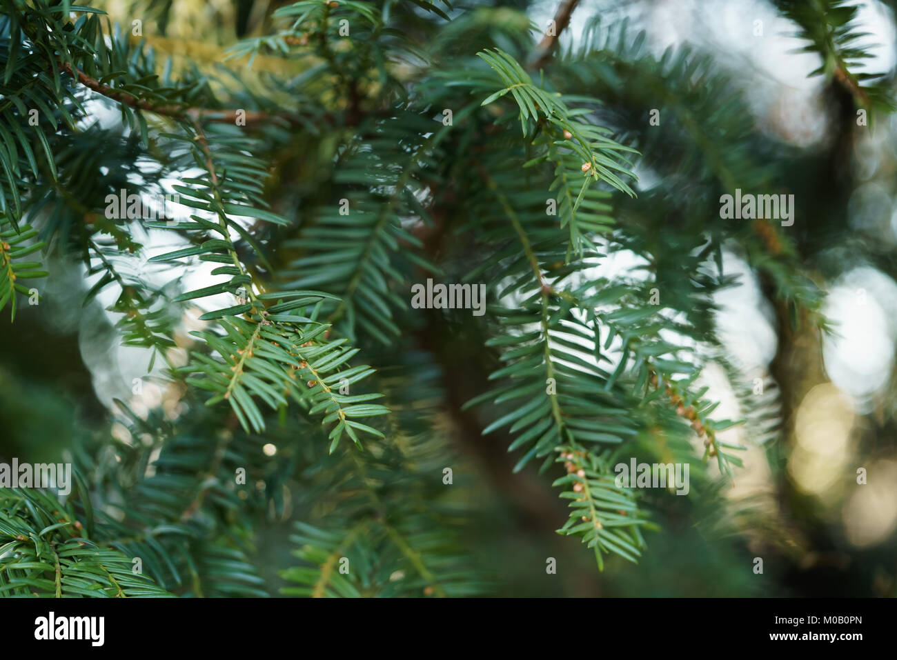 Eibe busch -Fotos und -Bildmaterial in hoher Auflösung – Alamy