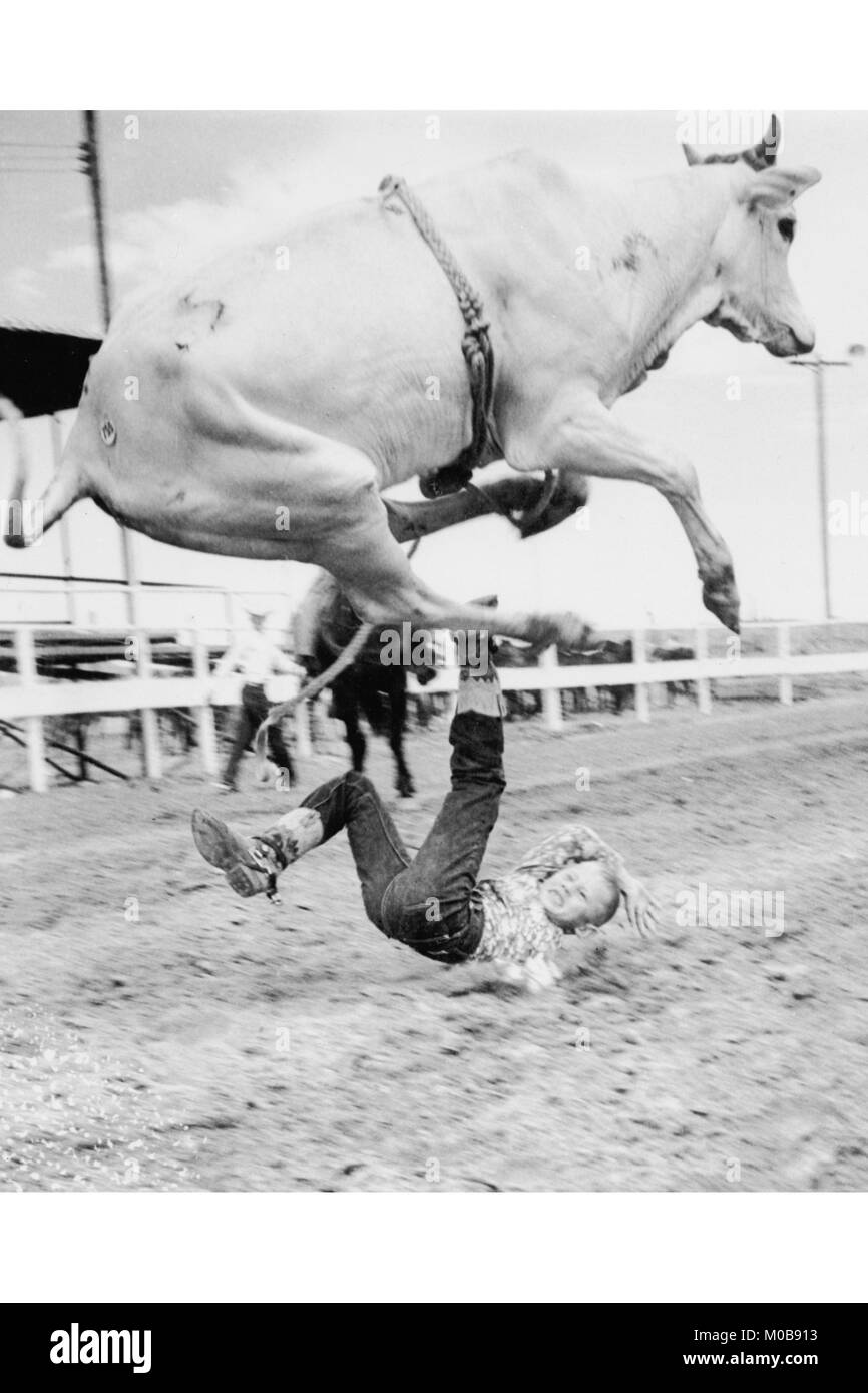 Brahma rodeo stier -Fotos und -Bildmaterial in hoher Auflösung – Alamy
