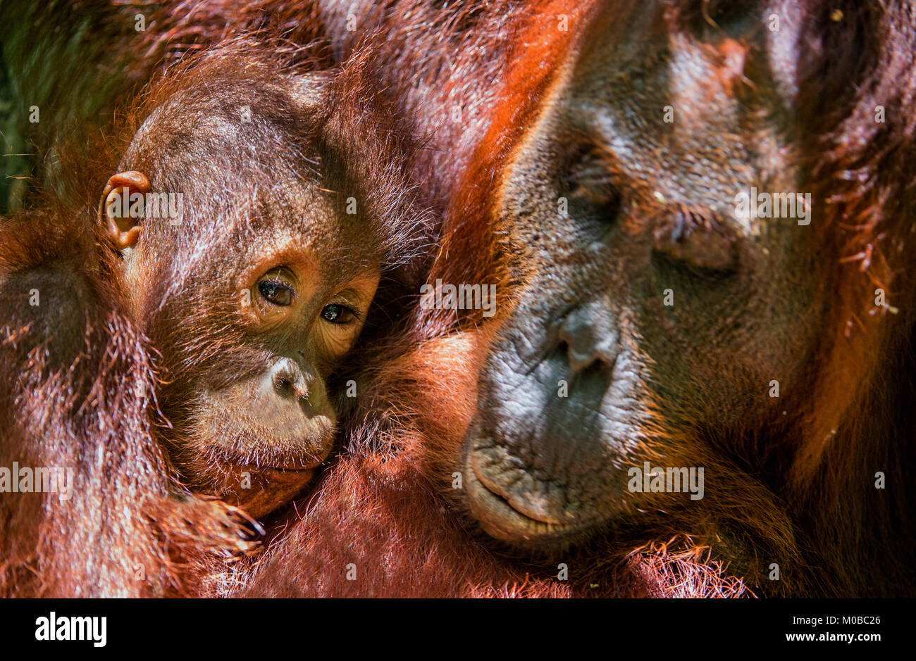 Orang utan mutter mit einer jungen -Fotos und -Bildmaterial in hoher Auflösung – Alamy