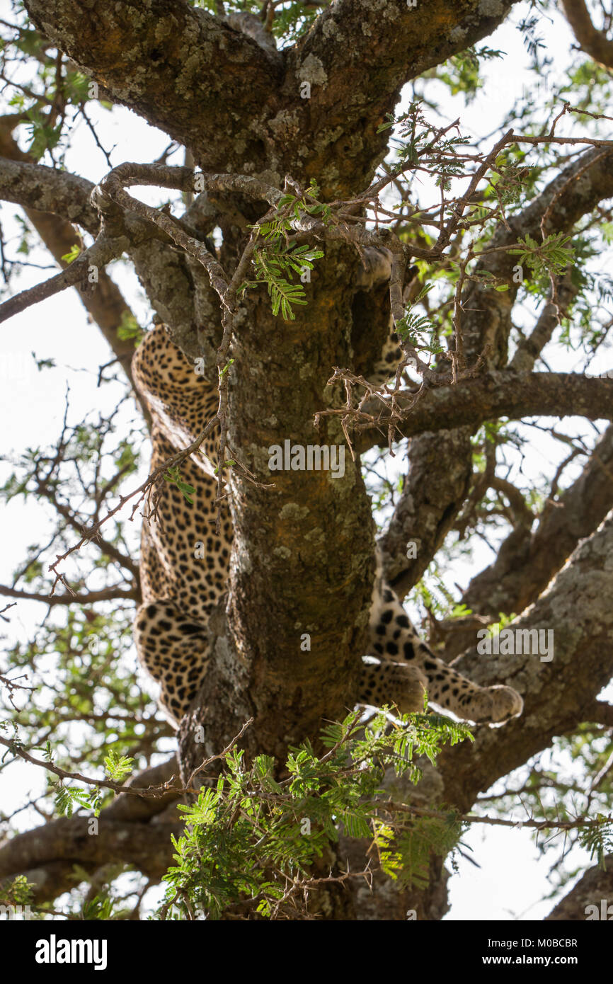 Der Leopard (Panthera pardus), Arten in der Gattung Panthera, ein ...