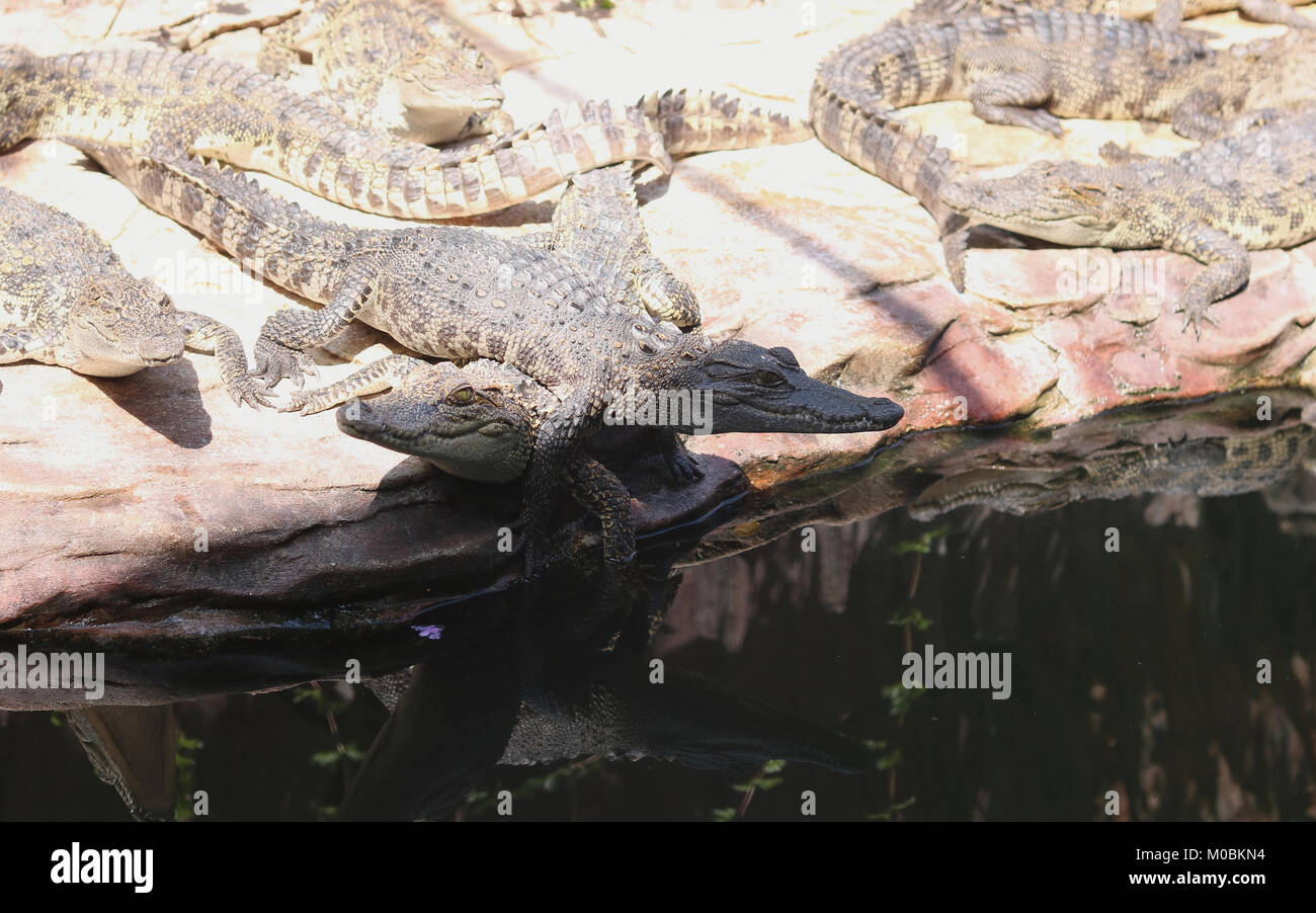 Krokodilfarm in thailand -Fotos und -Bildmaterial in hoher Auflösung ...