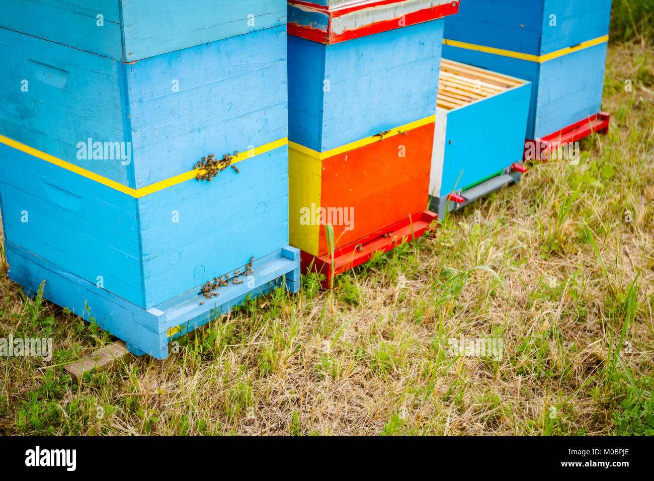 Holz- bunte Bienenstöcke in einer Reihe befinden sich auf einer Wiese ...