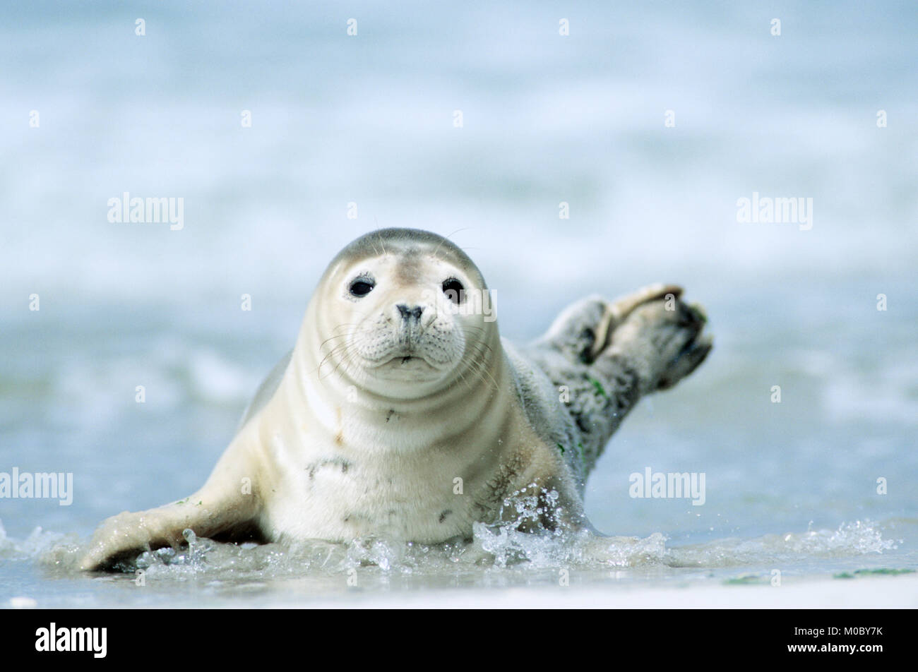 Schleswig holstein deutschland -Fotos und -Bildmaterial in hoher ...
