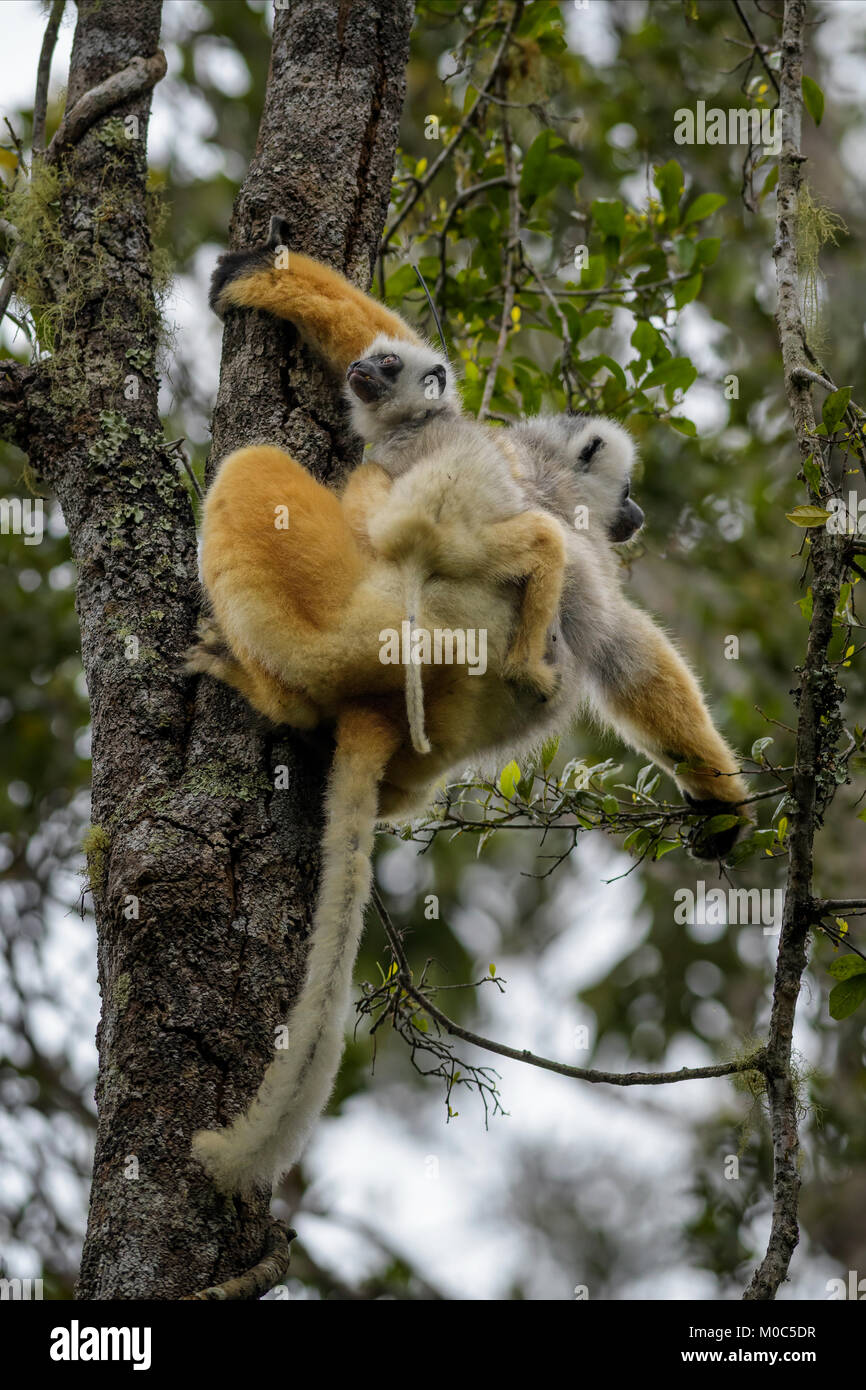 Sifakas lemur insel -Fotos und -Bildmaterial in hoher Auflösung – Alamy