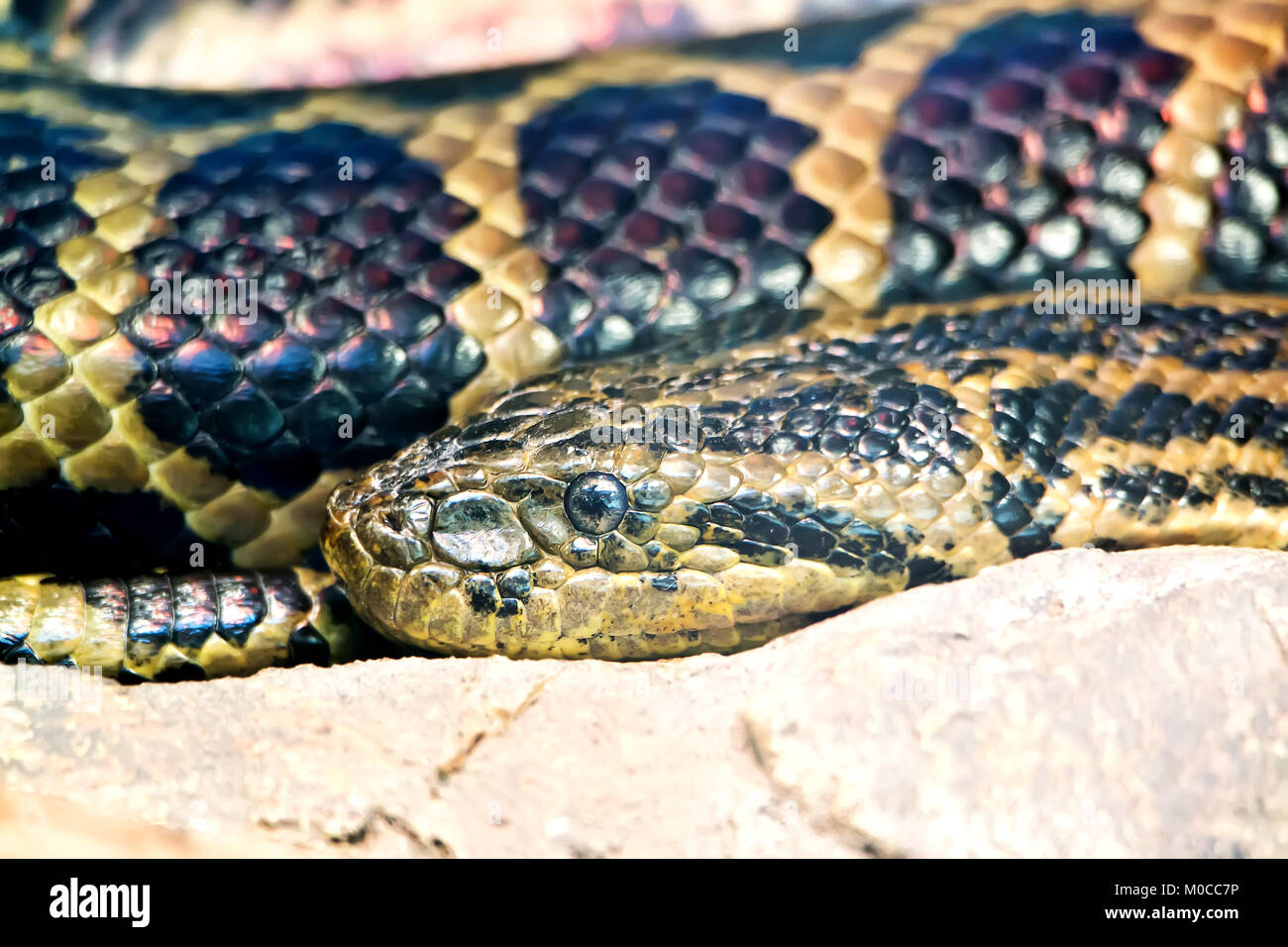 Anaconda snake -Fotos und -Bildmaterial in hoher Auflösung – Alamy