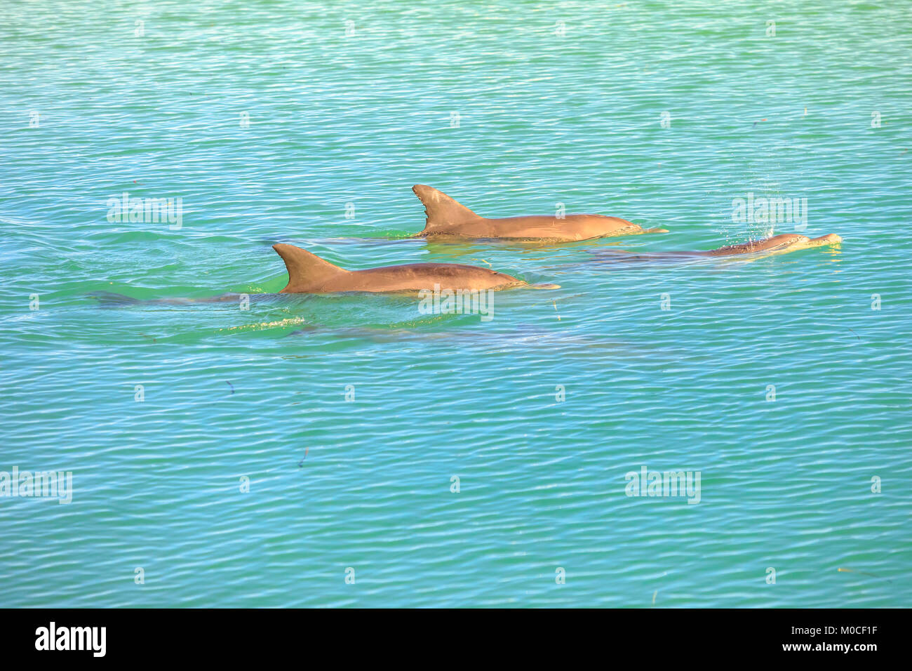 Affe mia delfine -Fotos und -Bildmaterial in hoher Auflösung – Alamy