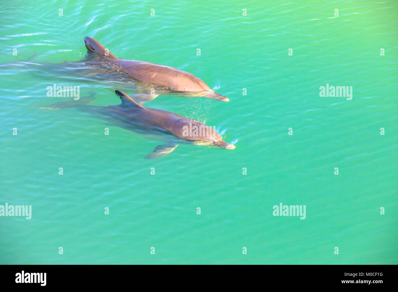 Delfine von affen mia -Fotos und -Bildmaterial in hoher Auflösung – Alamy