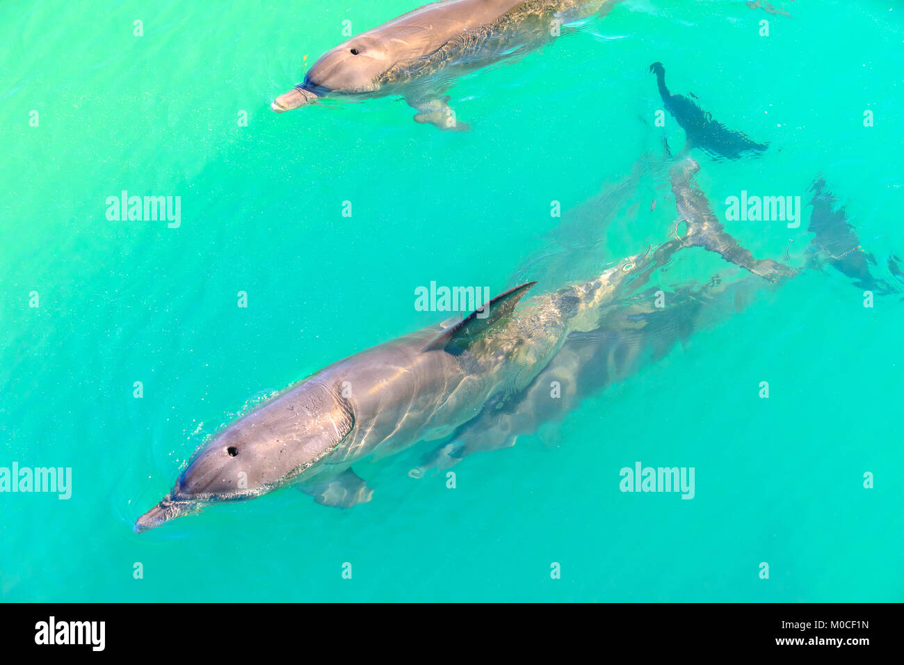 Süße delfine -Fotos und -Bildmaterial in hoher Auflösung – Alamy