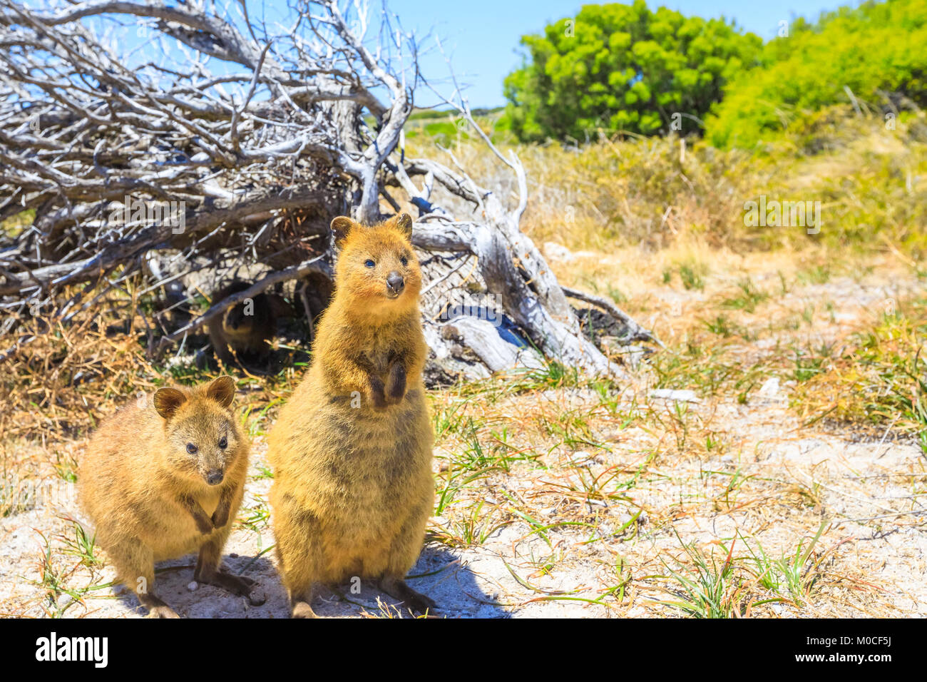 Quokka Rottnest Island Stockfotografie - Alamy