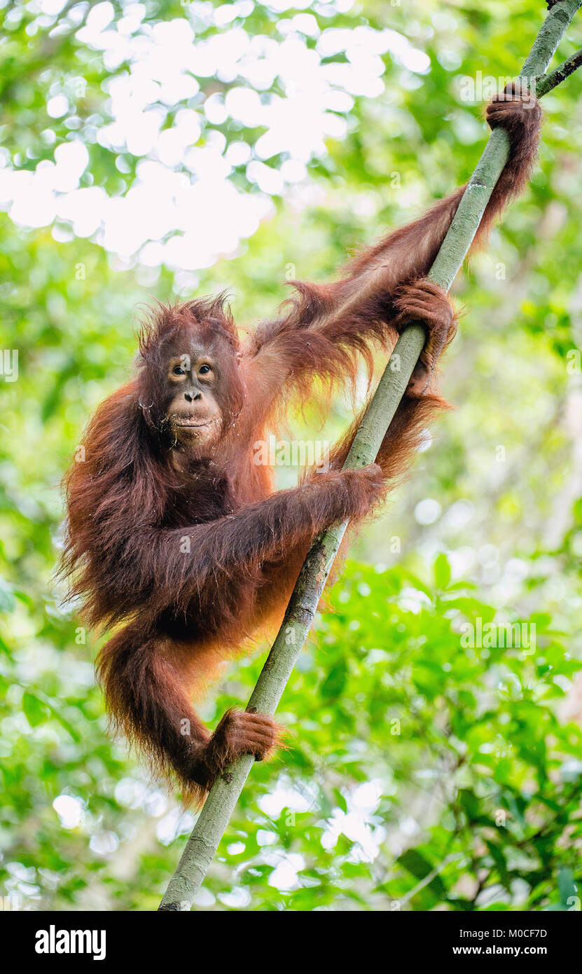 Bornesischen Orang-utan (Pongo pygmaeus) auf dem Baum. Die wilde Natur ...