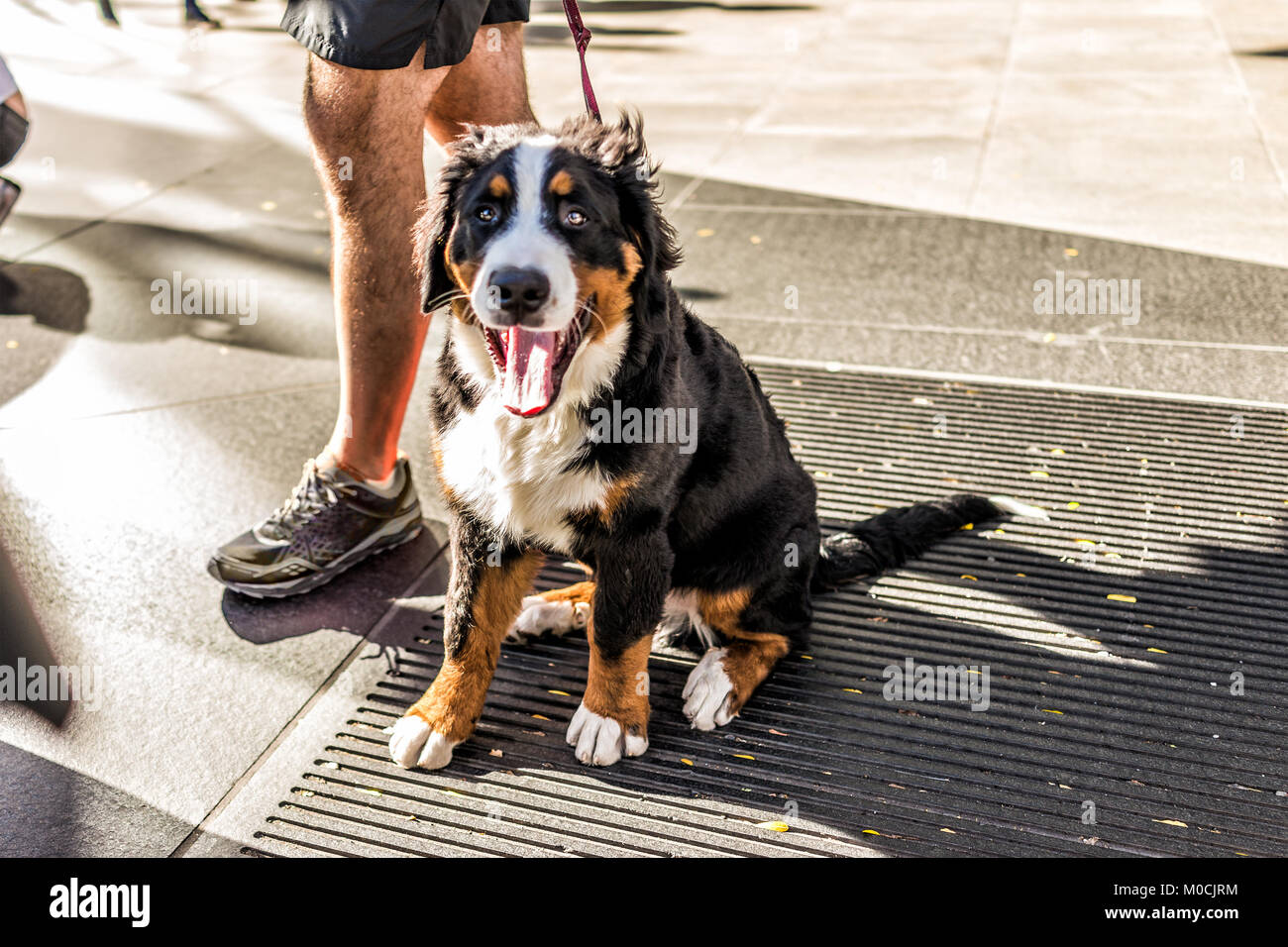 Leidenschaftlich gerne Australian Shepherd Dog New York City, Manhattan ...