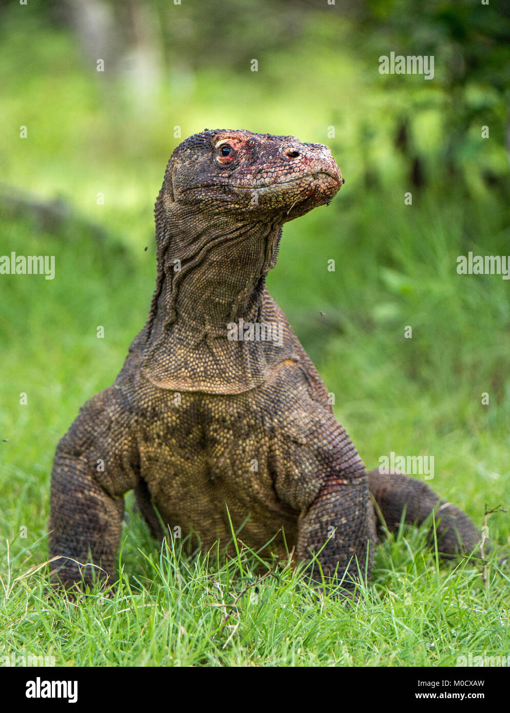 Komodo Dragon Tail Stockfotos und -bilder Kaufen - Alamy