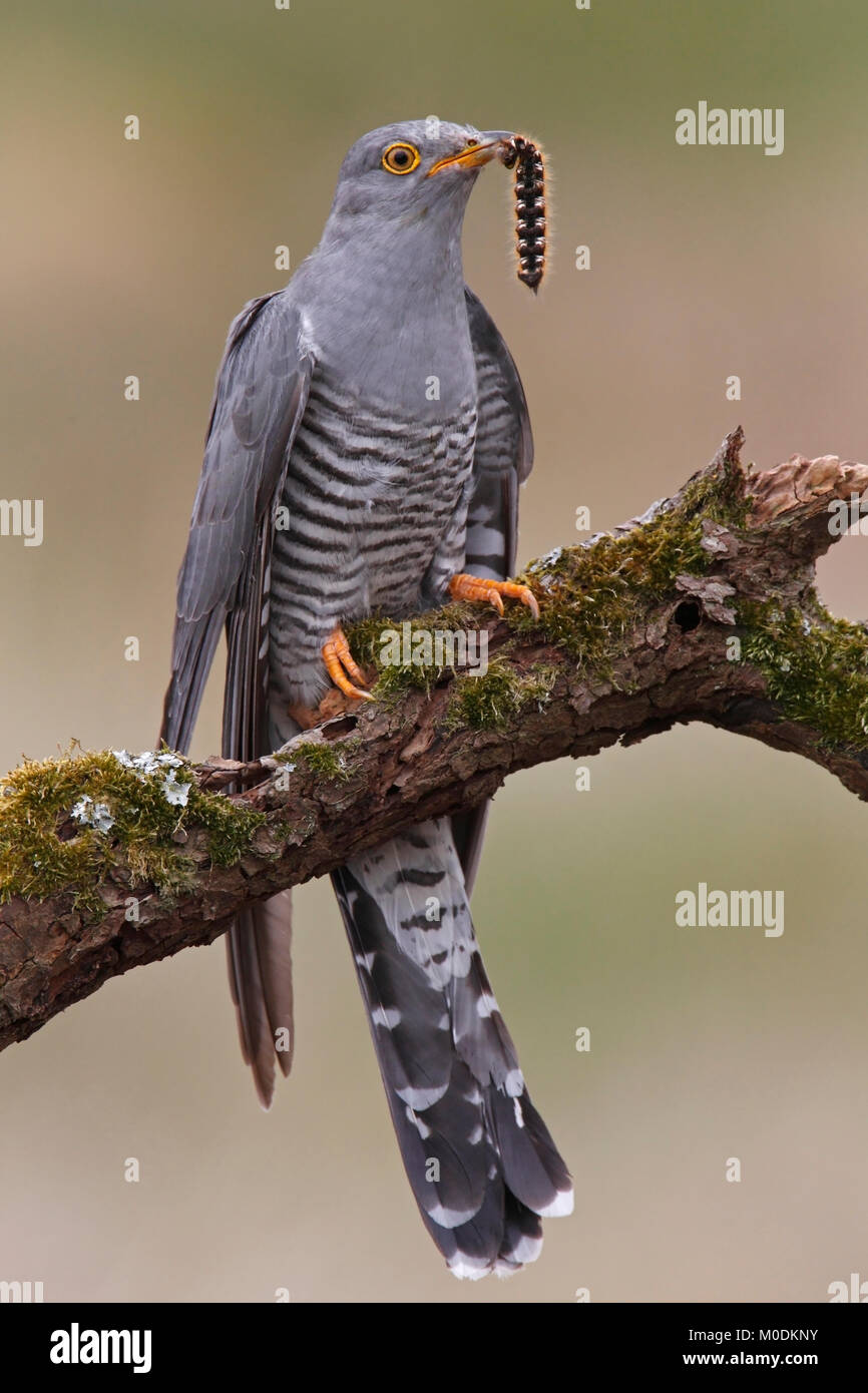 Kuckuck und raupe -Fotos und -Bildmaterial in hoher Auflösung – Alamy