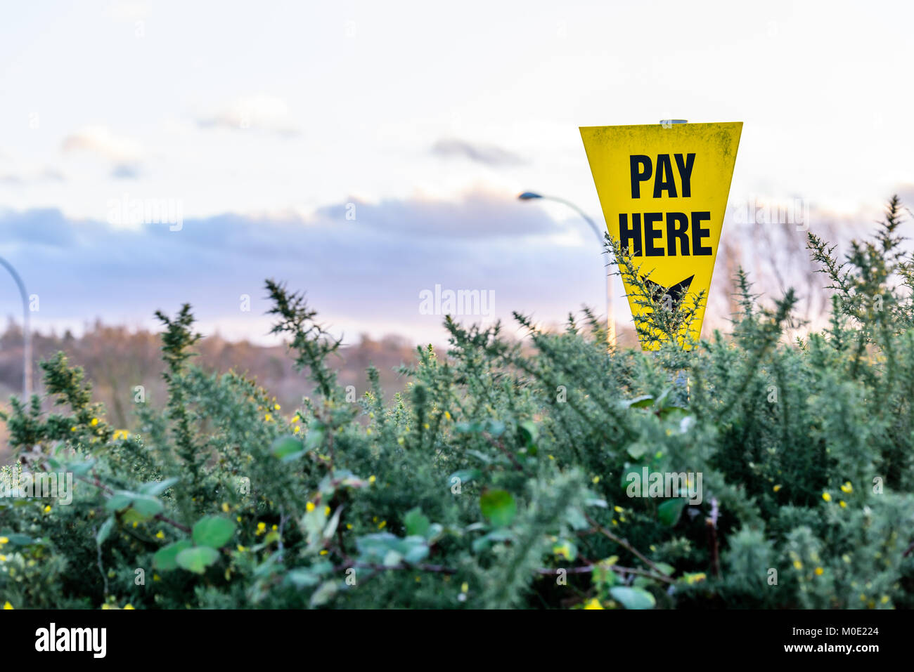 Gelbes Schild mit einem Pfeil und hier den Text hinter Büschen Zahlen ...
