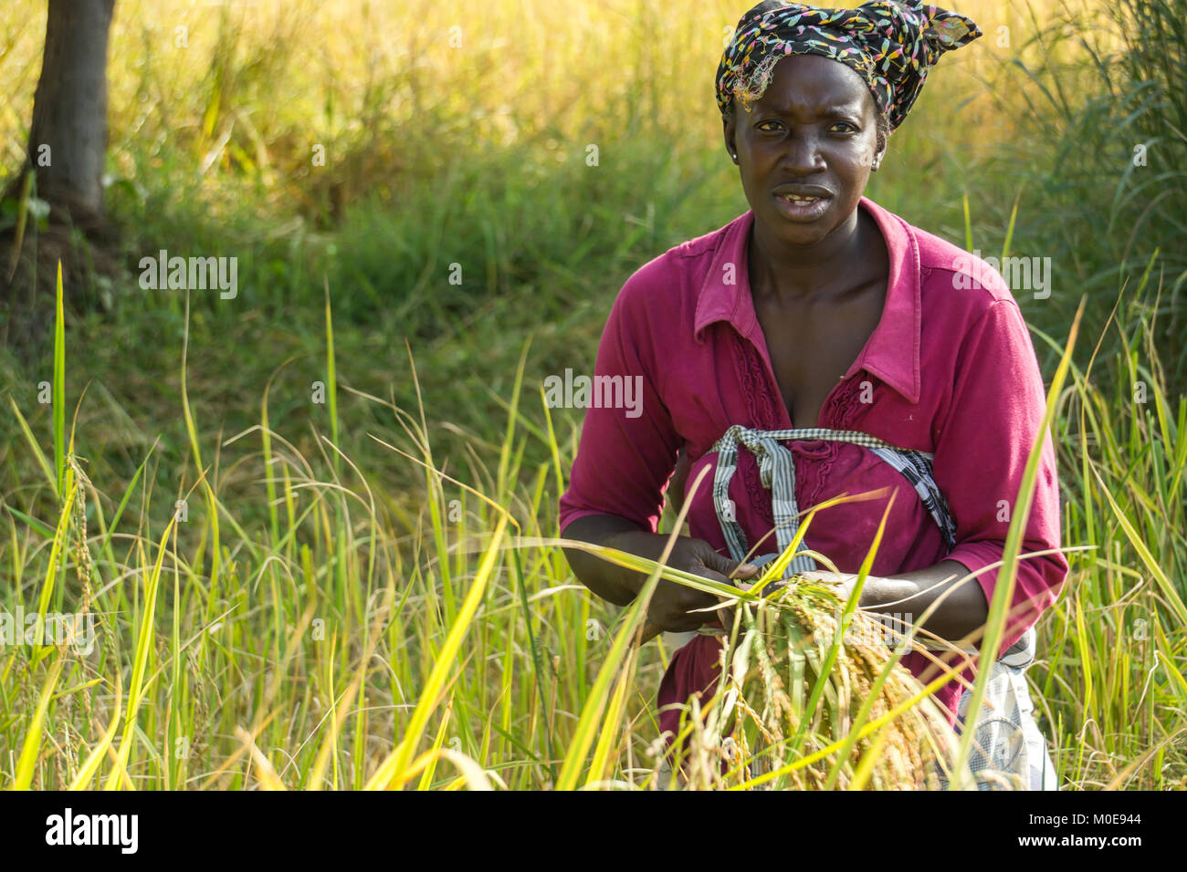 Lokaler afrikanischer reis -Fotos und -Bildmaterial in hoher Auflösung ...